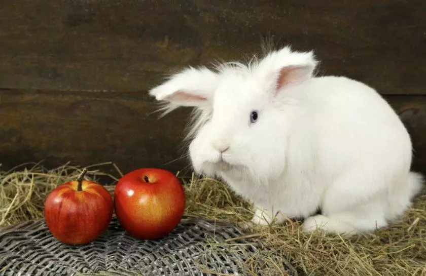 És possible donar a conills pomes