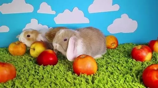 Is it mooglik om konijnen appels te jaan