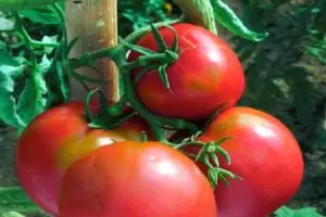 Beskrivelse av Voivode Tomat Tomate, hans voksende og omsorg