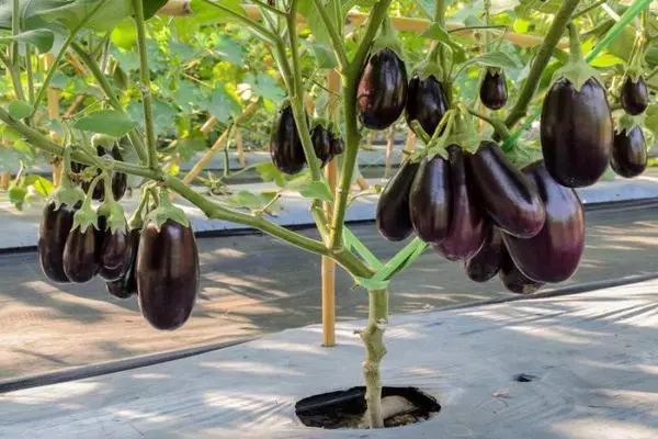 Mae eggplants yn tyfu
