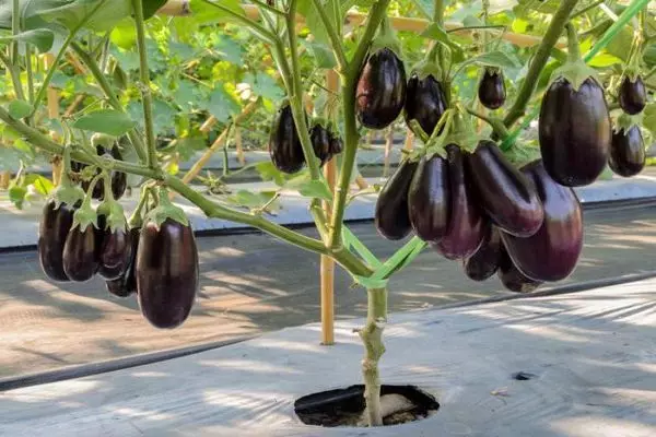 Fásann Eggplants