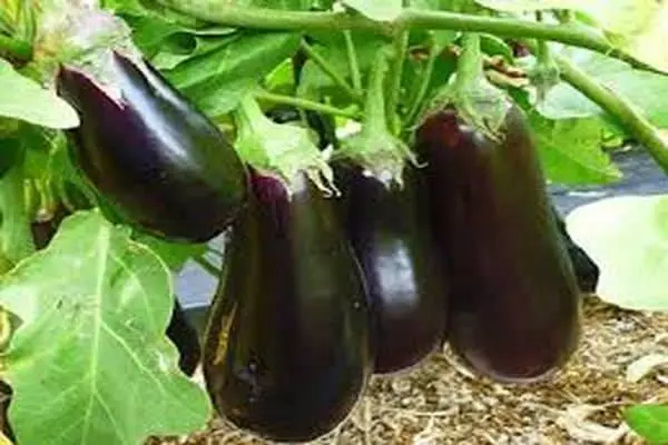 Aubergine vokser