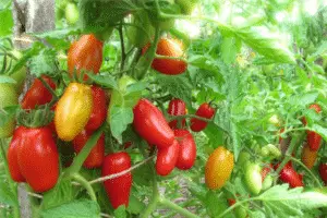 Deskripsi tomat tomat red fang, karakteristik dan imbunya