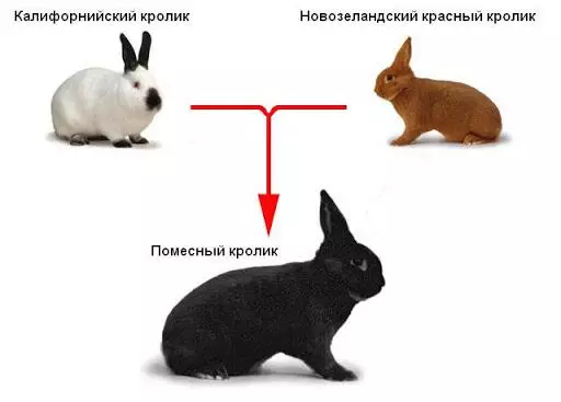 یہ خرگوش کے مختلف نسلوں کو پار کرنے کے لئے ممکن ہے: ٹیبل اور بہترین اختیارات