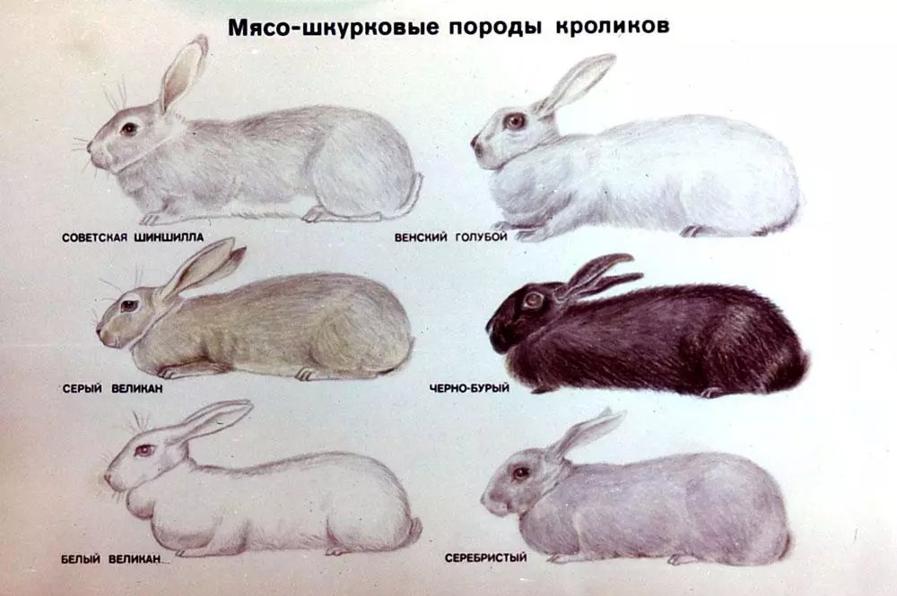 Rôzne králiky