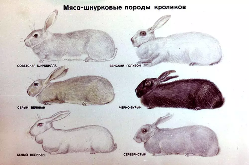 Iba't ibang rabbits