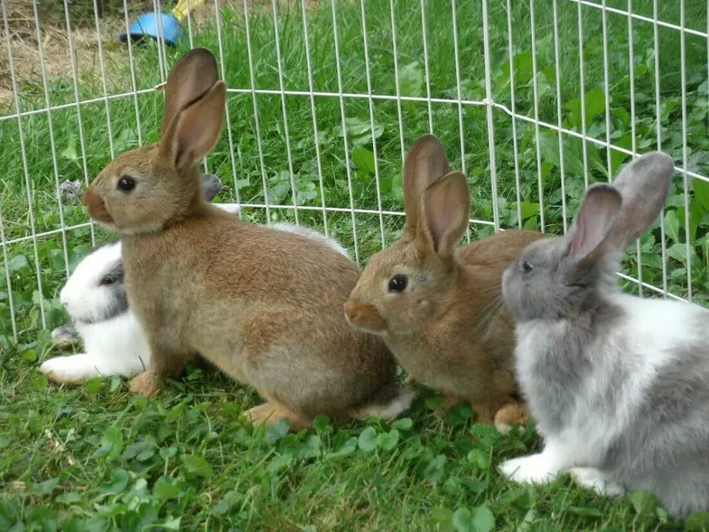 Veel konijnen