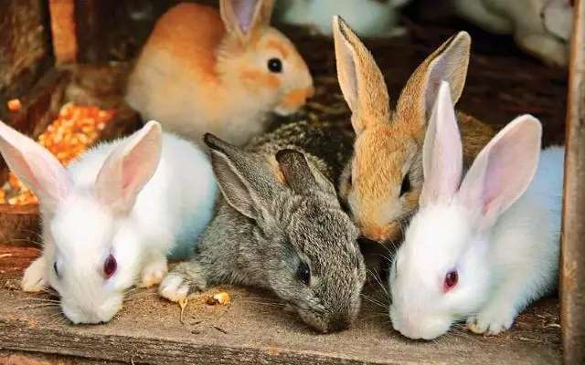 Verschillende konijnen