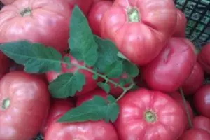 Cara tomātu kvalitātes un tā īpašību apraksts