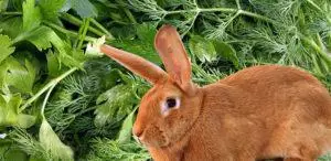 Is it possible and how to correct parsley and dill rabbits, possible harm