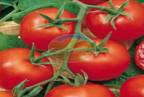 Awọn tomati bi awọn ideri