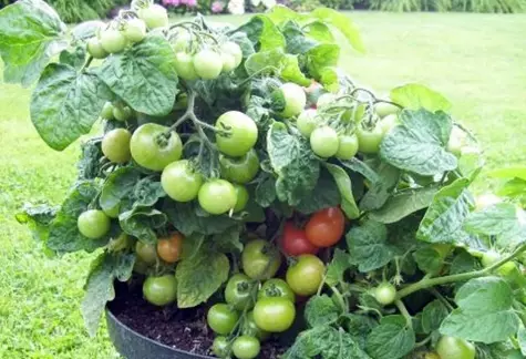 Bushes of Tomato Minibel