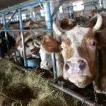 Vybavenie pre hovädzí dobytok: Čo je potrebné pre farmy a ako si vybrať 930_1