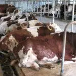 Опрема за добиток: Што е потребно за фарми и како да се избере 930_2