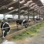 Sığır için donatım: Çiftlikler için ihtiyaç duyulan ve nasıl seçilir? 930_3