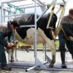 معدات الماشية: ما هو مطلوب للمزارع وكيفية الاختيار 930_6