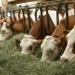 Sığır için donatım: Çiftlikler için ihtiyaç duyulan ve nasıl seçilir? 930_7