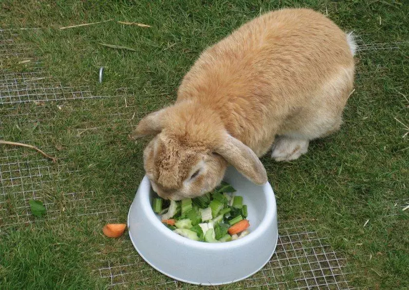 خرگوش می خورد