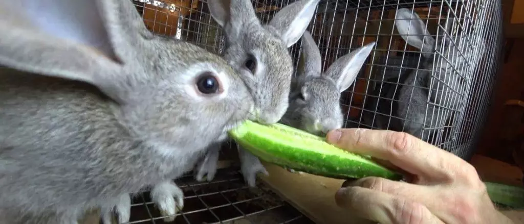 خرگوانان بې رحمه دي