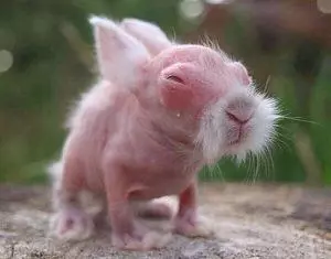 Utviklingen av nyfødte kaniner om dagen, som de ser og bryr seg