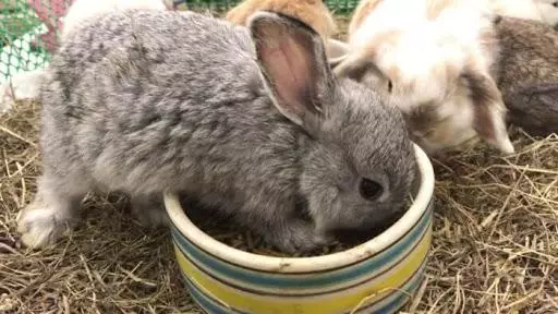 Conejos de alimentación