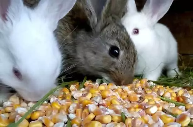 玉米la rabbits.