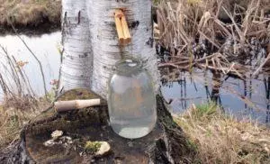When and how to properly collect birch juice in 2021 and product storage