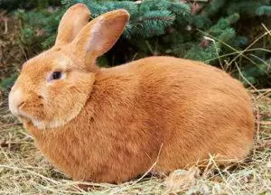 Beschrijving en kenmerken van het Bourgondische ras van konijnen, regels van inhoud