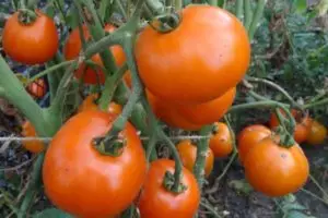 Pomidorų tsarų filialo ir jo charakteristikų aprašymas