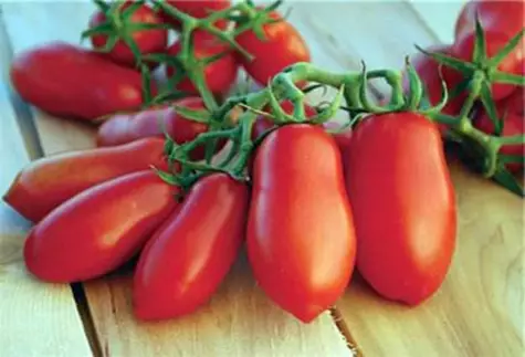 Pomidorų ponios pirštai ant stalo
