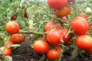 Pomidorų veislės laimės rusų, auginimo ir priežiūros ypatumai