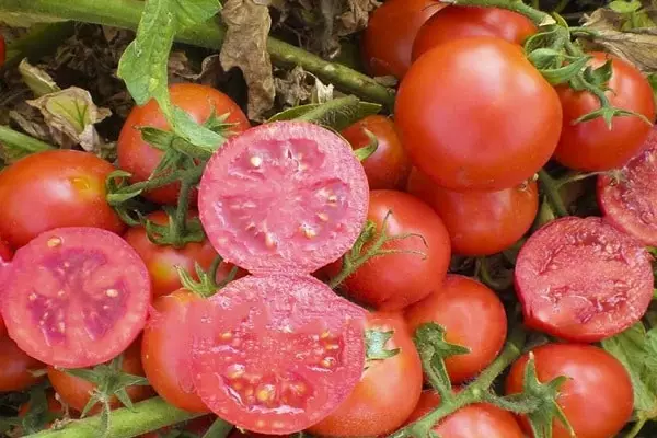 Tomate ist charakterisiert