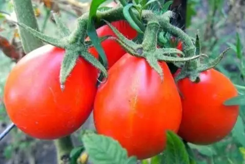 Tomatenstruiken rode peer