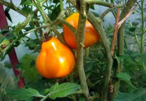 Tomatenstruiken truffel geel