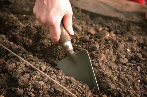 Voorbereiding van de grond aan de landing van tomaat