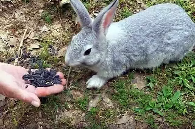 Je možné králiky semená