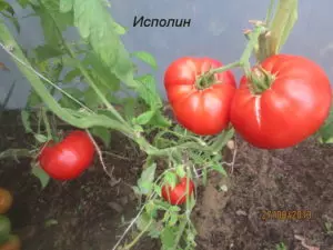 Turli xil pomidor giganidning xilma-xilligi va tavsifi, uning hosildorligi