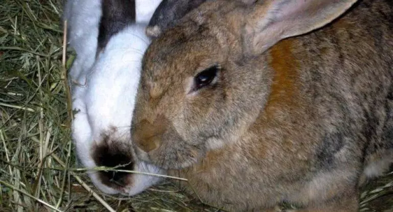 Deux lapins
