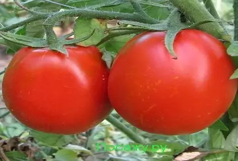 Tomato Kemerovs
