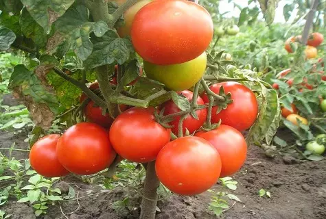 Tomater i mitten