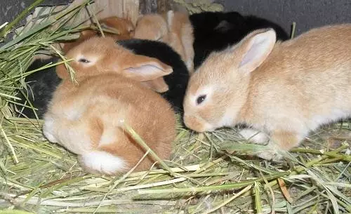 Okrol-Kaninchen im Winter