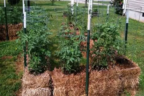 Pflege für Tomaten