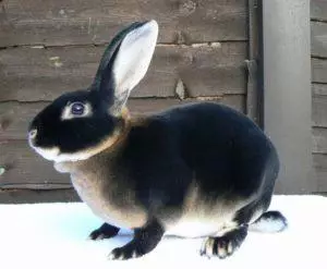 Le 5 migliori razze di conigli neri e la loro descrizione, regole di cura e contenuto