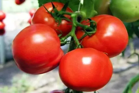 Pomidor ko'rinishi.