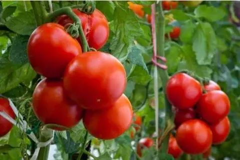 Tomaatti halffasti