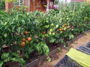Πώς να φυτέψει, να αναπτυχθεί και να φροντίσει για τις ντομάτες στο ανοιχτό έδαφος