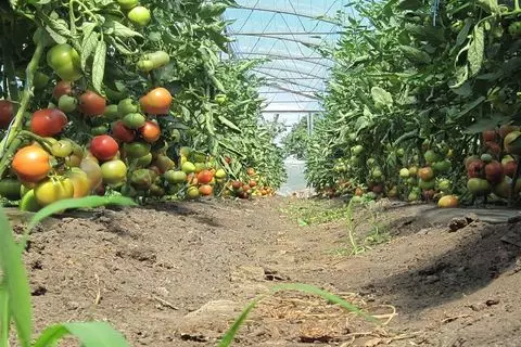 Maaperä tomaatti.