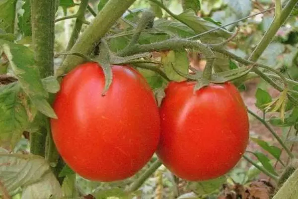 گوجه فرنگی در یک شاخه