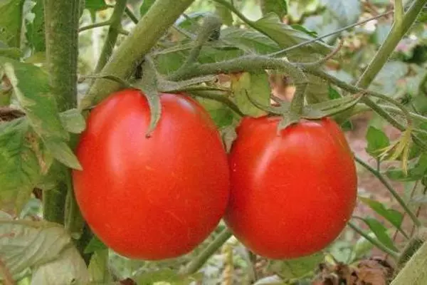 Tomato amin'ny sampana iray