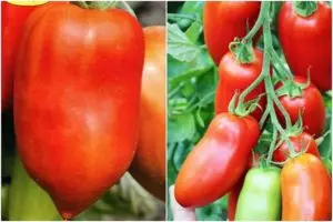 Deskripsi tingkat tomat hugo, karakteristik dan imbunya